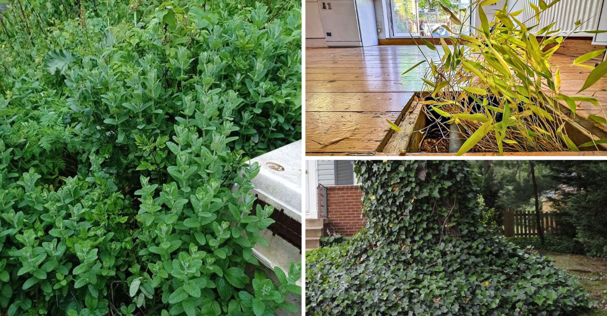 16 Common Yard Plants Have One Thing in Common — They Tank Property ...