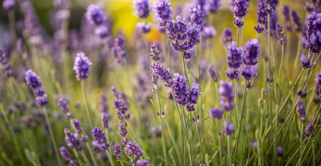 16 Plants That Thrive in Neglected Corners of Your Yard - Complete ...