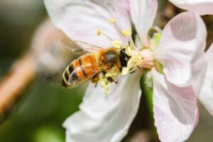16 Reasons Your Fruit Trees Are Dropping Fruit—and How to Fix It for ...
