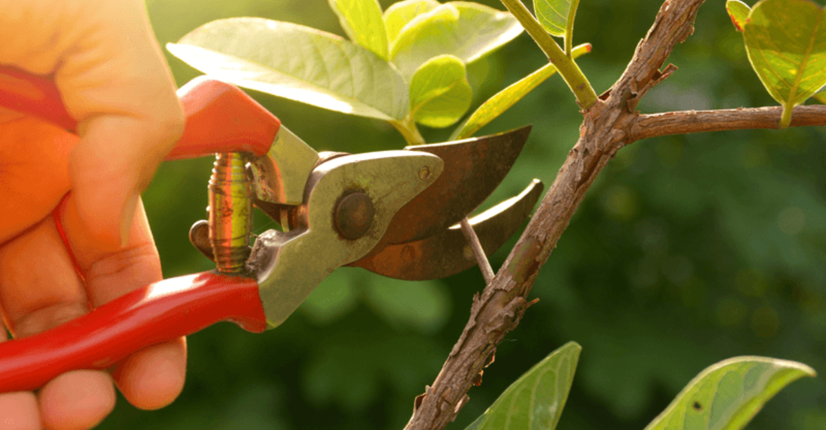 16 Reasons Your Fruit Trees Are Dropping Fruit—and How to Fix It for ...