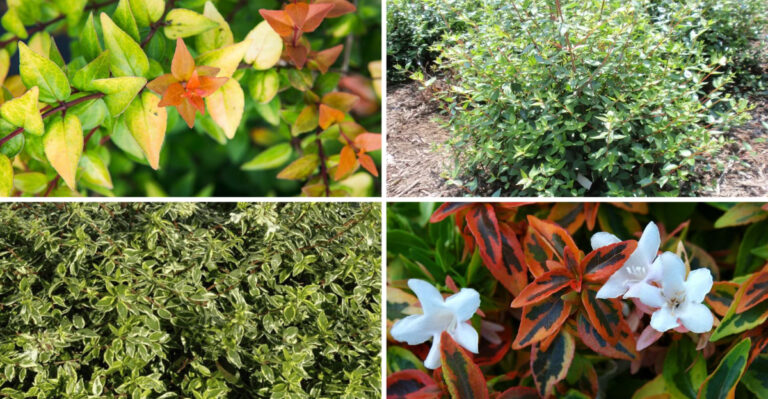 16 Stunning Abelia Varieties That’ll Add Color to Your Yard for Months ...