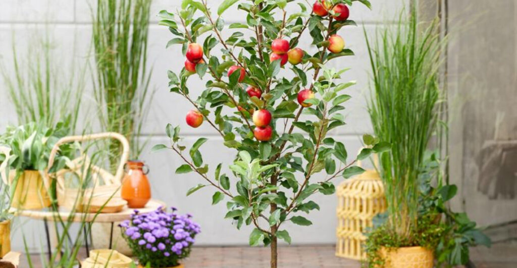 16 Trees You Can Grow in Pots—Perfect for Tiny Patios or Balconies ...