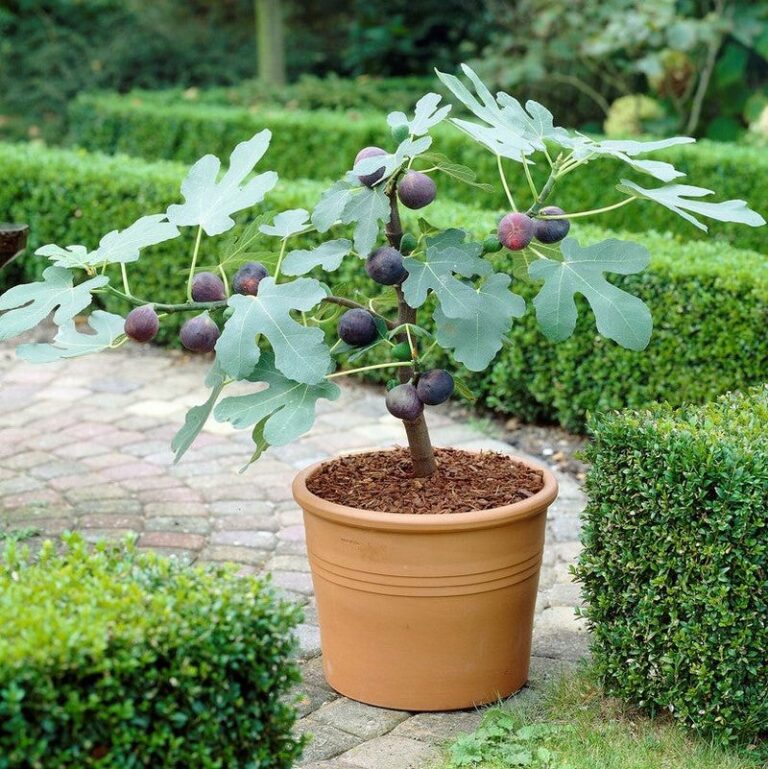 17 Easy Steps To Get Your Fig Tree To Fruit Like Never Before ...