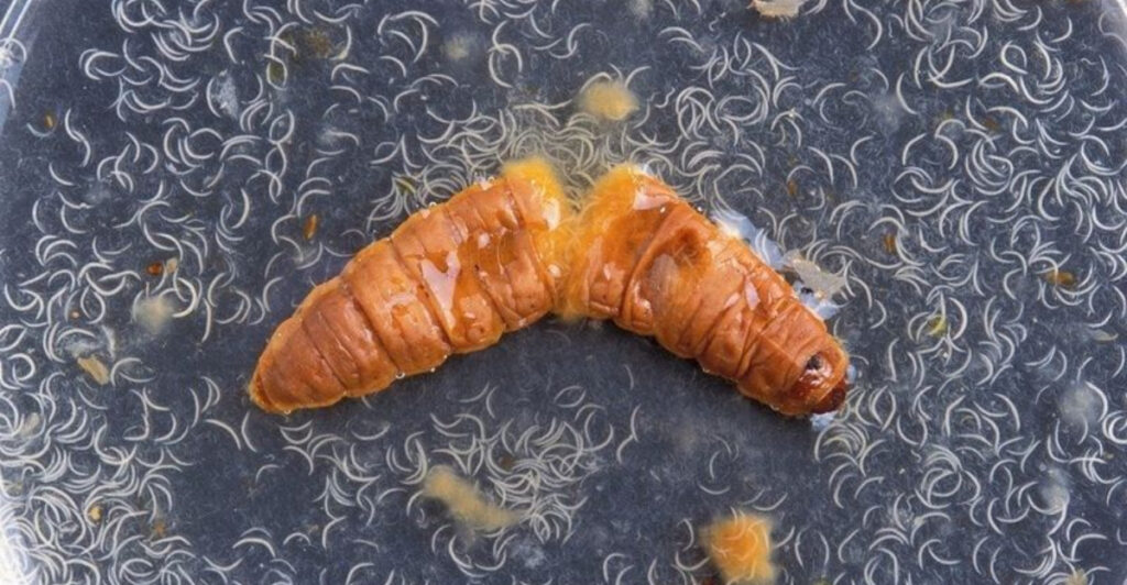 17 Organic Ways to Kill Root-Knot Nematodes Without Chemicals ...