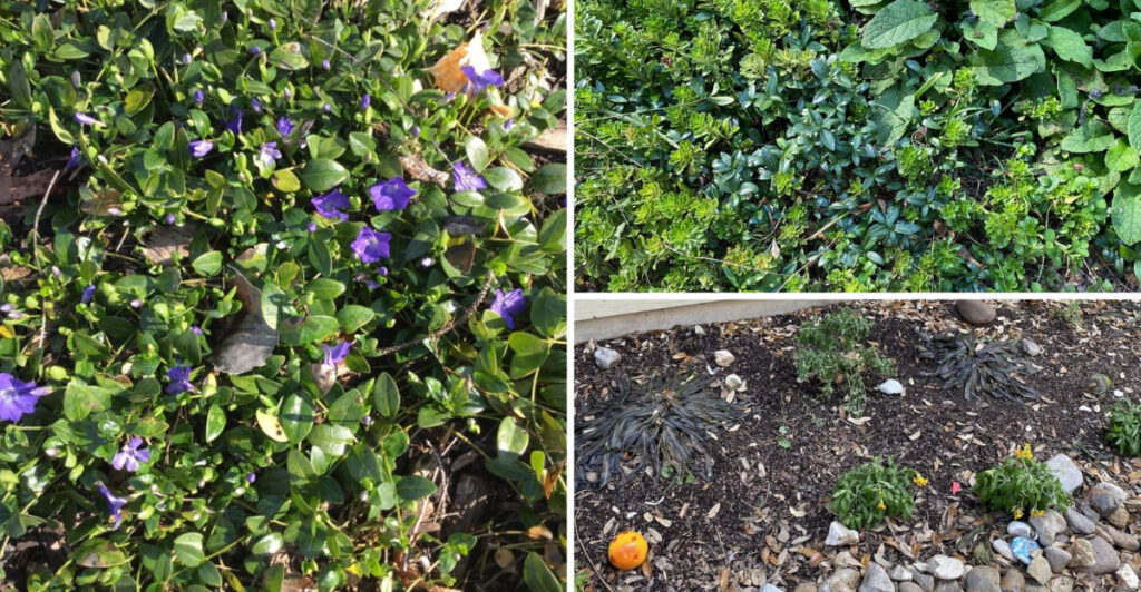 17 Periwinkle Problems Every Gardener Discovers Too Late - Complete ...