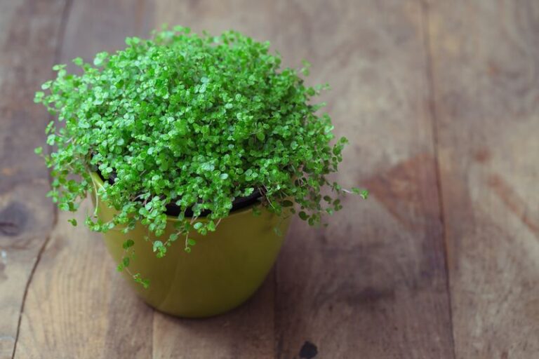 17 Plants That Stay Small No Matter How Old They Get - Complete Gardening