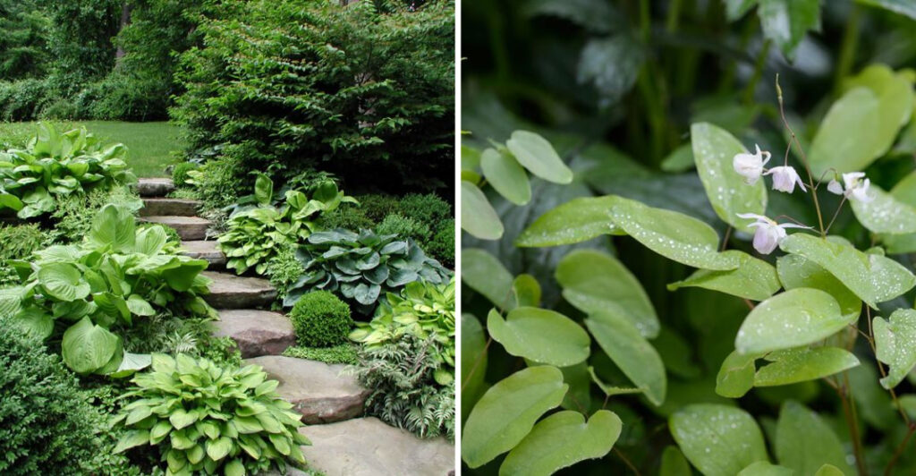 17 Plants That Thrive in Neglected Corners of Your Yard - Complete ...