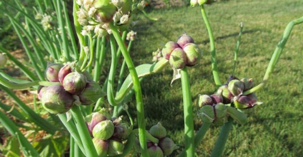 17 Unusual Edible Plants You’ve Never Heard Of—But Can Easily Grow at ...