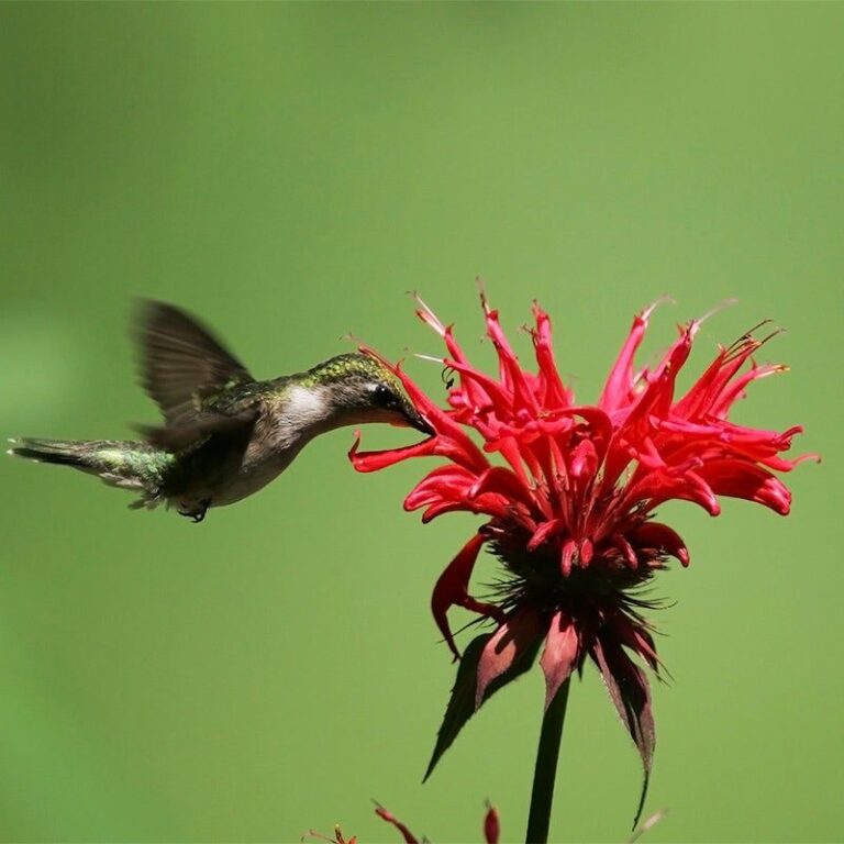 18 Long-Blooming Plants to Attract Hummingbirds and Butterflies ...