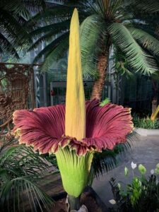 18 Of The World’s Strangest Flowers - Complete Gardening
