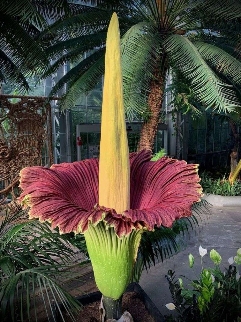 18 Of The World’s Strangest Flowers - Complete Gardening