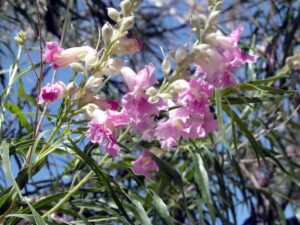 20 Drought-Tolerant Trees Perfect for Climate-Resilient Yards ...