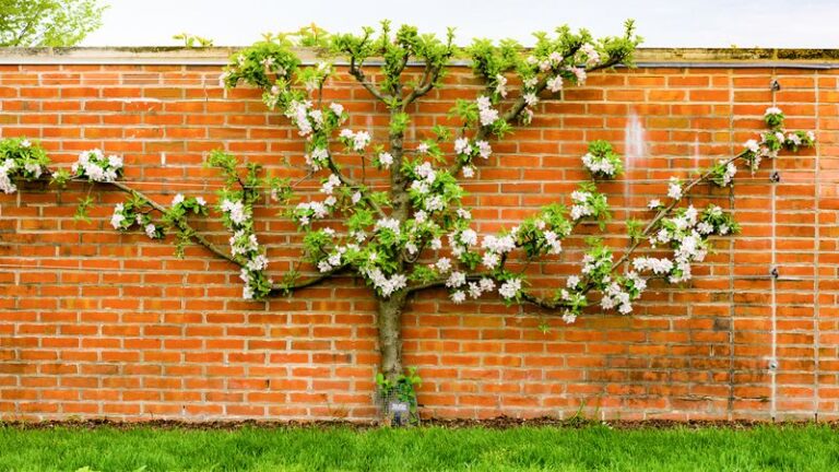 20 Easy Espalier Fruit Tree Projects - Complete Gardening