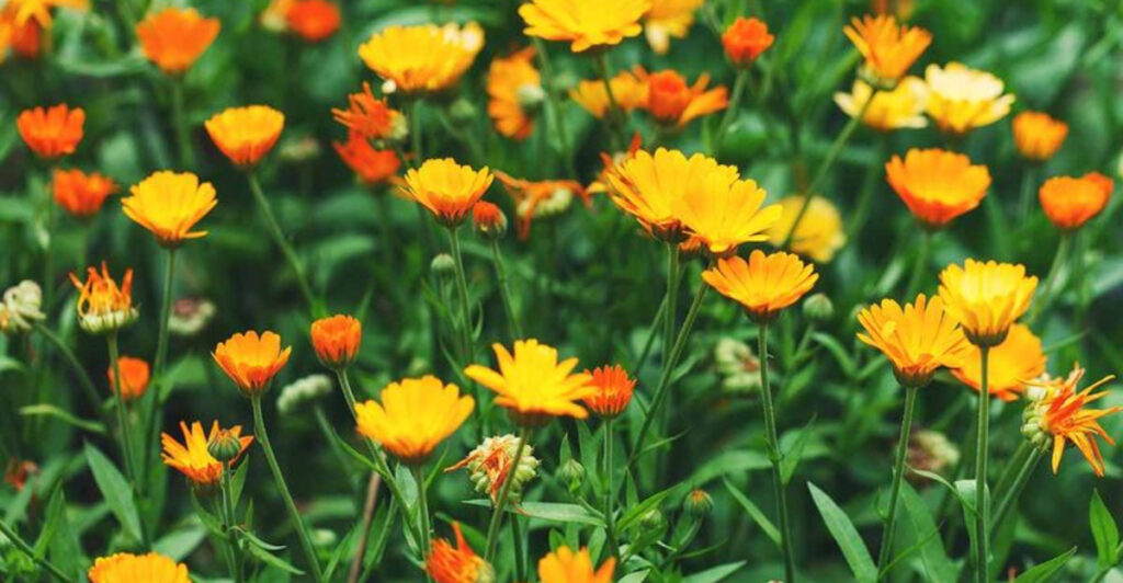 20 Fast-Growing Flowers (Plus Some Surprising Gems) - Complete Gardening