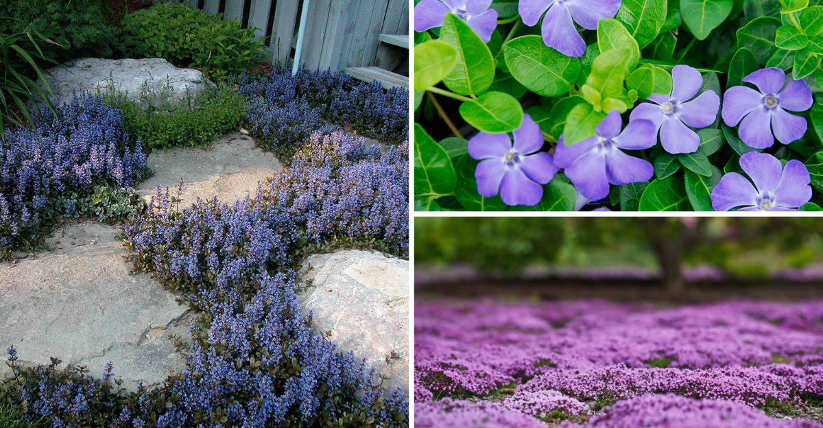 20 Ground Covers That Choke Out Weeds — and 9 That Just Don’t Work ...
