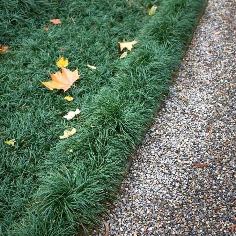 20 Low-Growing Plants That Make Better Borders Than Bricks - Complete ...