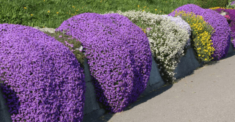 20 Low-Growing Plants That Make Better Borders Than Bricks - Complete ...
