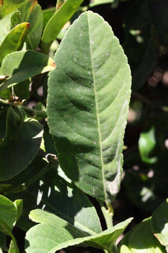 20 Plant Leaves That Look Like Something Else Entirely - Complete Gardening