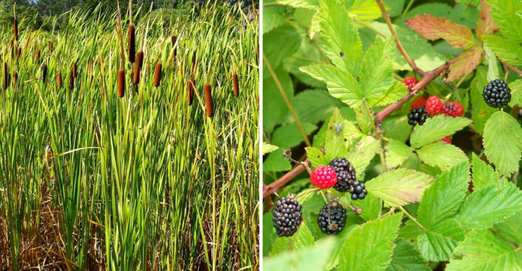 20 Plants That Hold the Secrets of Native American Spiritual Wisdom ...