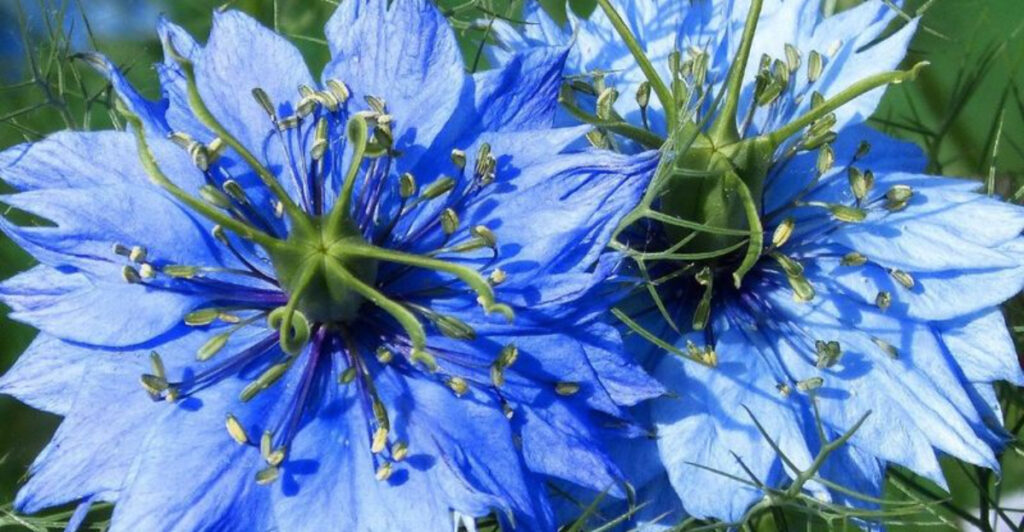 20 Rapid-Blooming Flowers to Plant Before It's Too Late - Complete ...