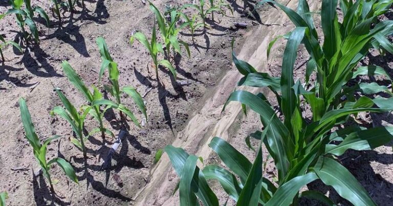 20 Signs That Your Corn Has Root Rot - Complete Gardening