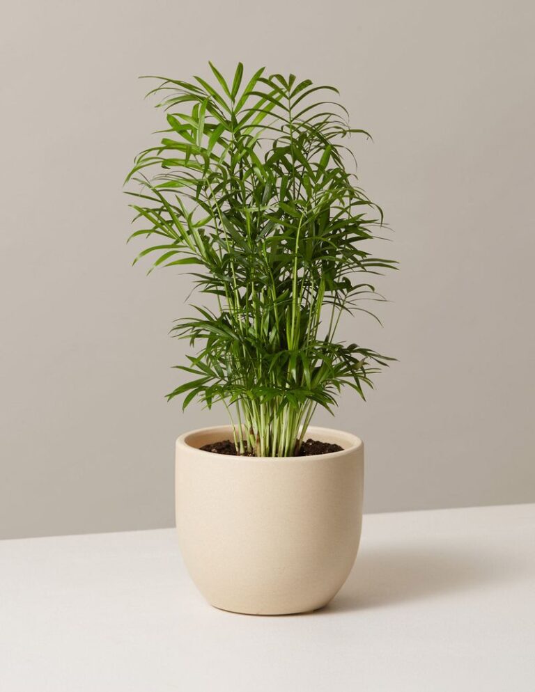 20 Stunning Low-Light Indoor Trees That Will Transform Your Home Decor ...