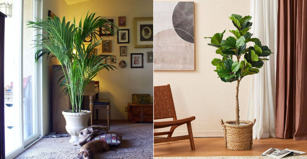 20 Stunning Low-Light Indoor Trees That Will Transform Your Home Decor ...