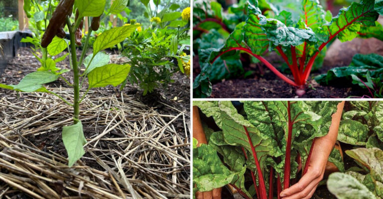 20 Tips To Grow Giant Chard In Your Garden - Complete Gardening