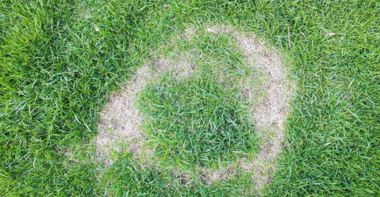 21 Types of Lawn Diseases (And What They Look Like) - Complete Gardening