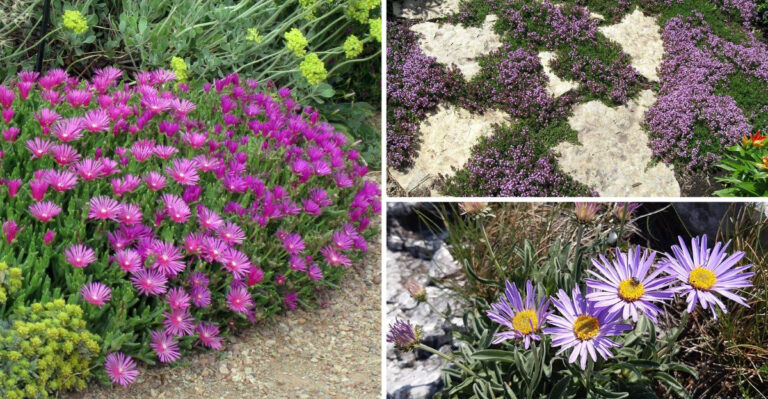 23 Rock Garden Plants That Transform Boring Spaces Into Eye-Catching ...