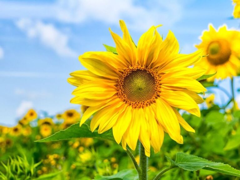 25 Flowers That Thrive in Full Sun - Complete Gardening