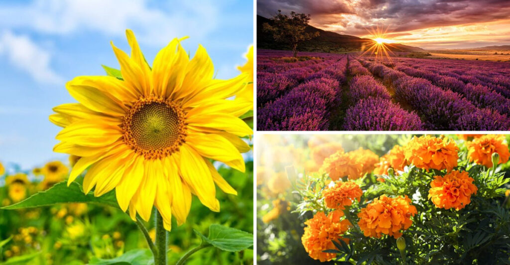 25 Flowers That Thrive in Full Sun - Complete Gardening