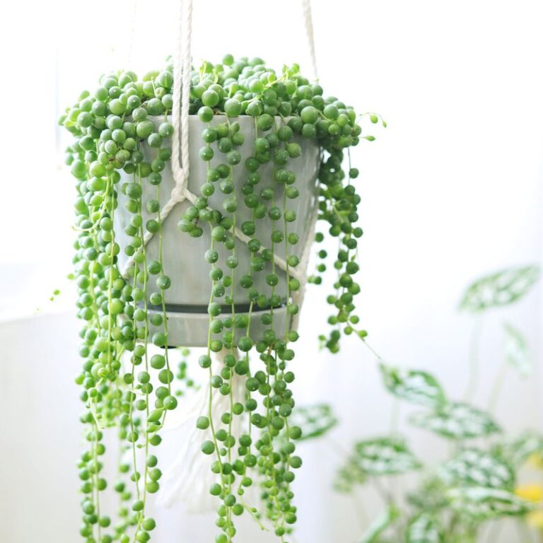 25 Hanging Houseplants That’ll Instantly Bring Your Space to Life ...