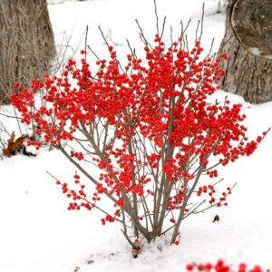 25 Red Berry Shrubs to Brighten Your Garden - Complete Gardening