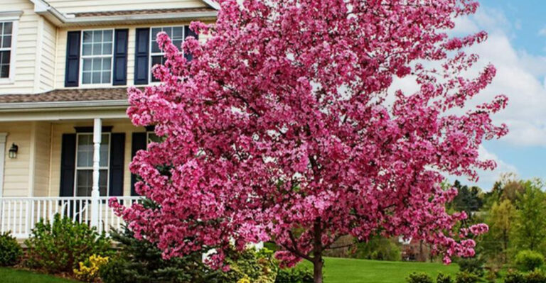 25 Types Of Trees You Can Safely Plant Near Your House - Complete Gardening