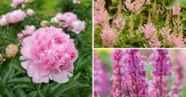 28 Eye-Catching Pink Perennials That Will Never Leave Your Garden Once ...