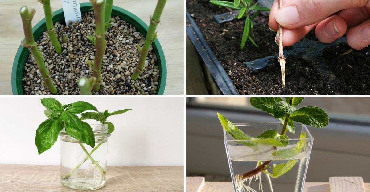 30 Plants That Grow From Cuttings — The #1 Pick Will Surprise You ...