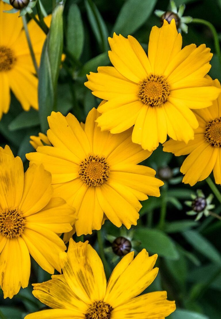 31 Stunning Yellow Perennials That Will Never Leave Your Garden Once ...