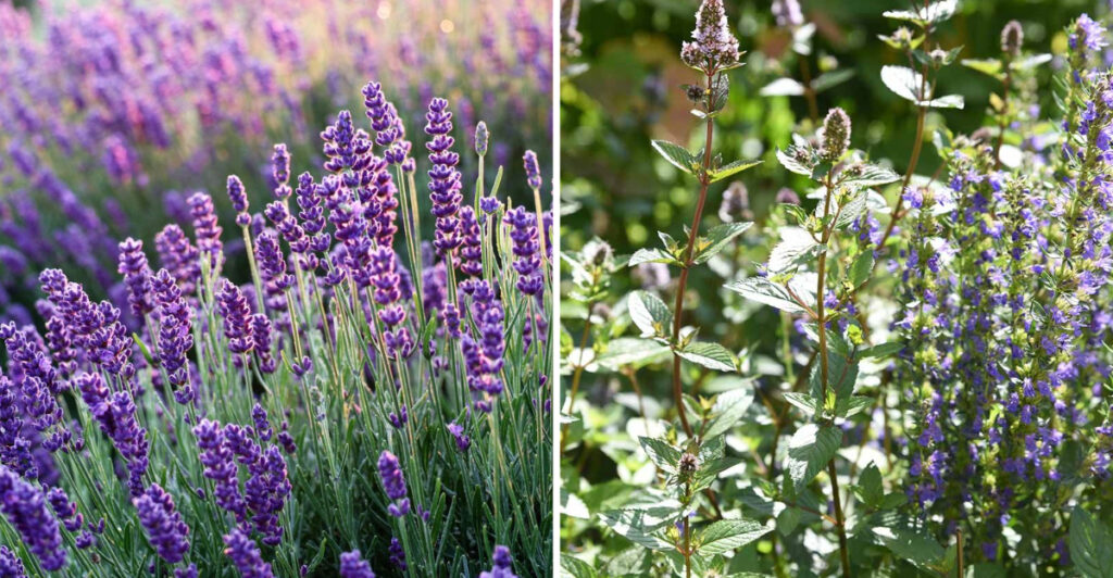 32 Powerful Plants That Repel And Keep Rabbits Out Of Your Yard ...