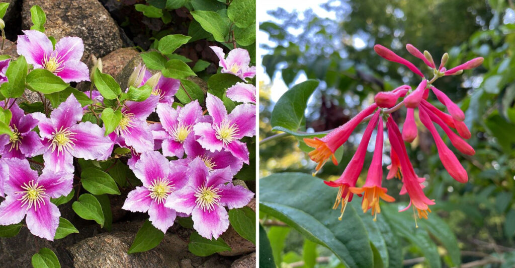 32 Spectacular Stunning Perennial Flowering Vines That Come Back Every ...