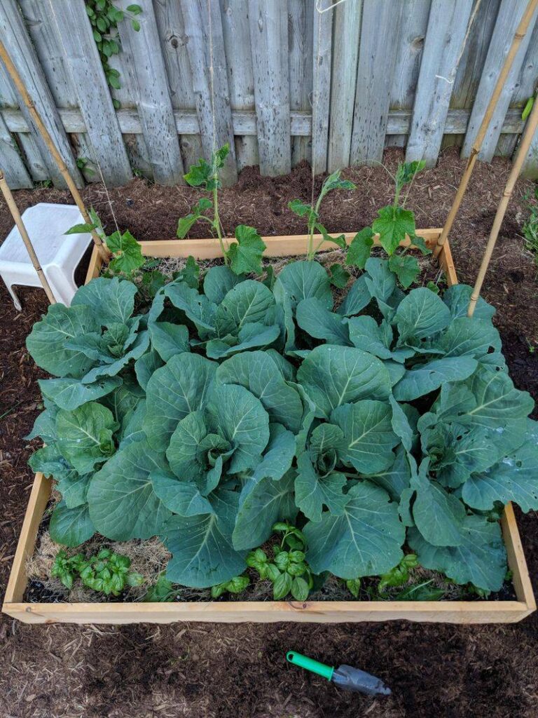 5 Lettuce-Cabbage Spacing Errors to Avoid — And 11 Perfect Planting ...