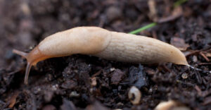 5 Slug Control Methods to Skip — And 13 Garden Solutions That Actually ...