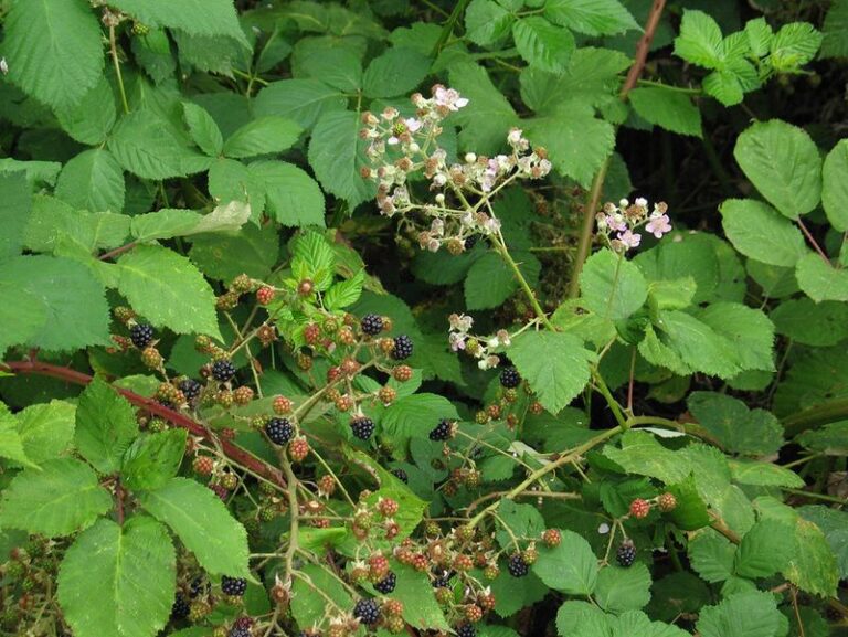 8 Reasons Why You Should Be Careful Growing Invasive Blackberries ...