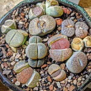 17 Plants That Stay Small No Matter How Old They Get - Complete Gardening