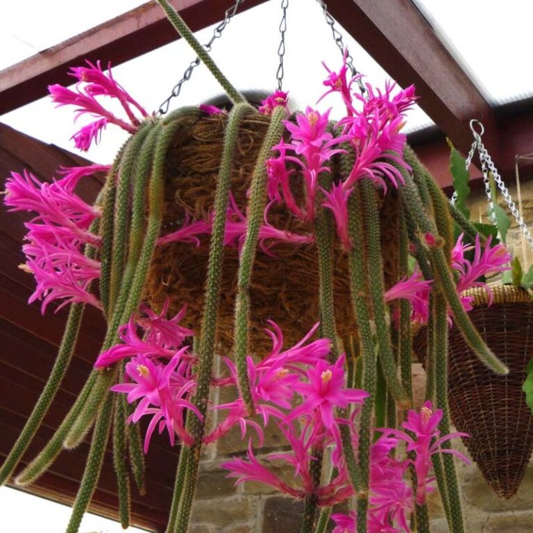 25 Hanging Houseplants That’ll Instantly Bring Your Space to Life ...