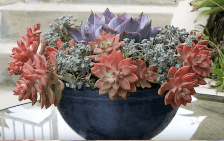 30 Must-Have Architectural Plants That Thrive in Containers - Complete ...