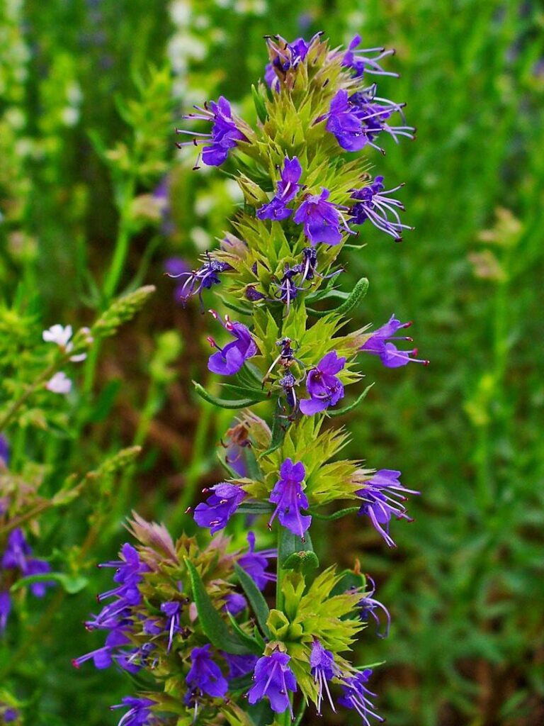 20 Biblical Plants That Create a Christian Meditation Garden - Complete ...