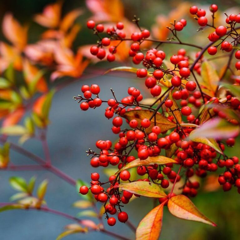 25 Red Berry Shrubs to Brighten Your Garden - Complete Gardening