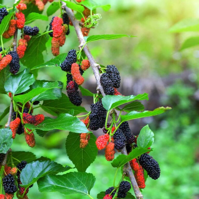 This Fast Fruiting Trend Is Exploding - 23 Trees That Don't Wait ...
