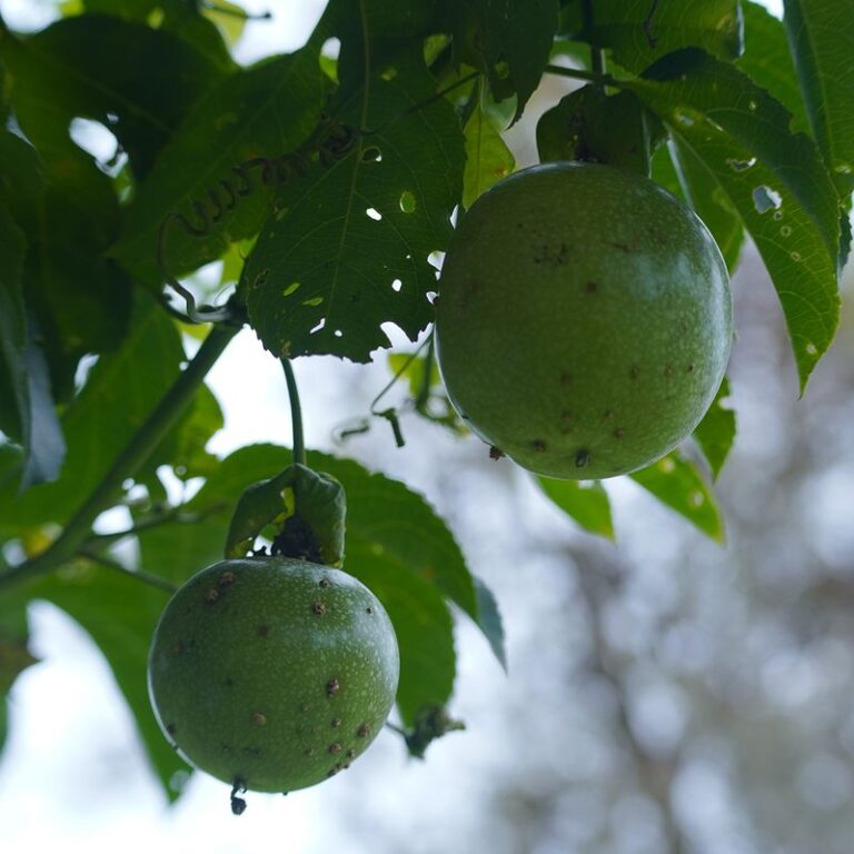 31 Types Of Fruits That Went Extinct (And What We Lost Forever ...